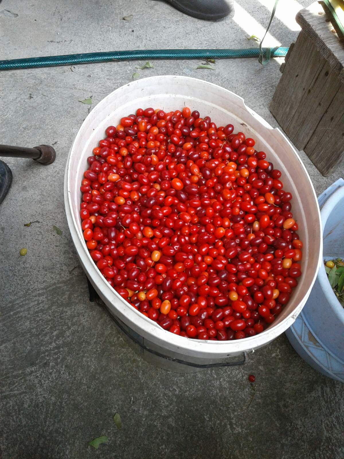 Lijepa vijest iz Drvara: Drvarčani će i ove godine imati drenje ...