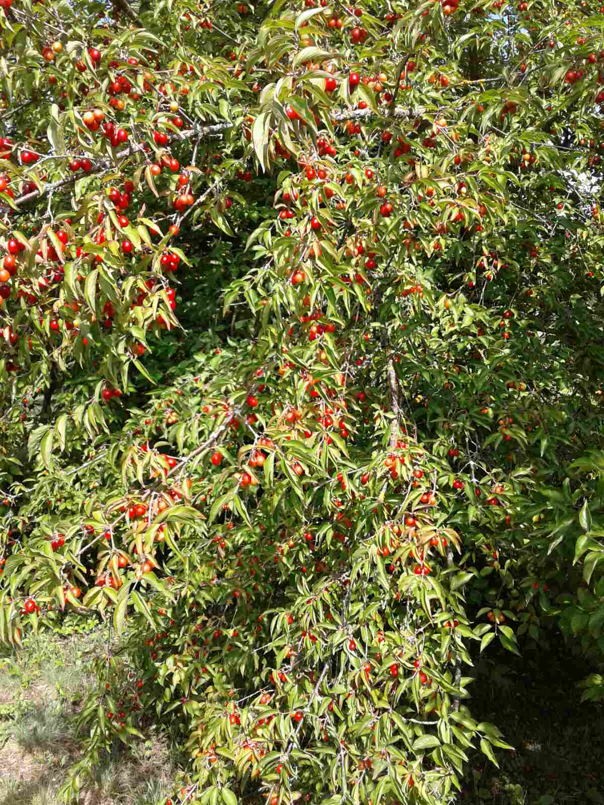 Lijepa vijest iz Drvara: Drvarčani će i ove godine imati drenje ...