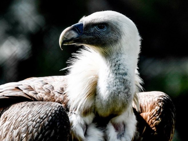 Srbija: Pojavio se bjeloglavi sup nakon 15 godina